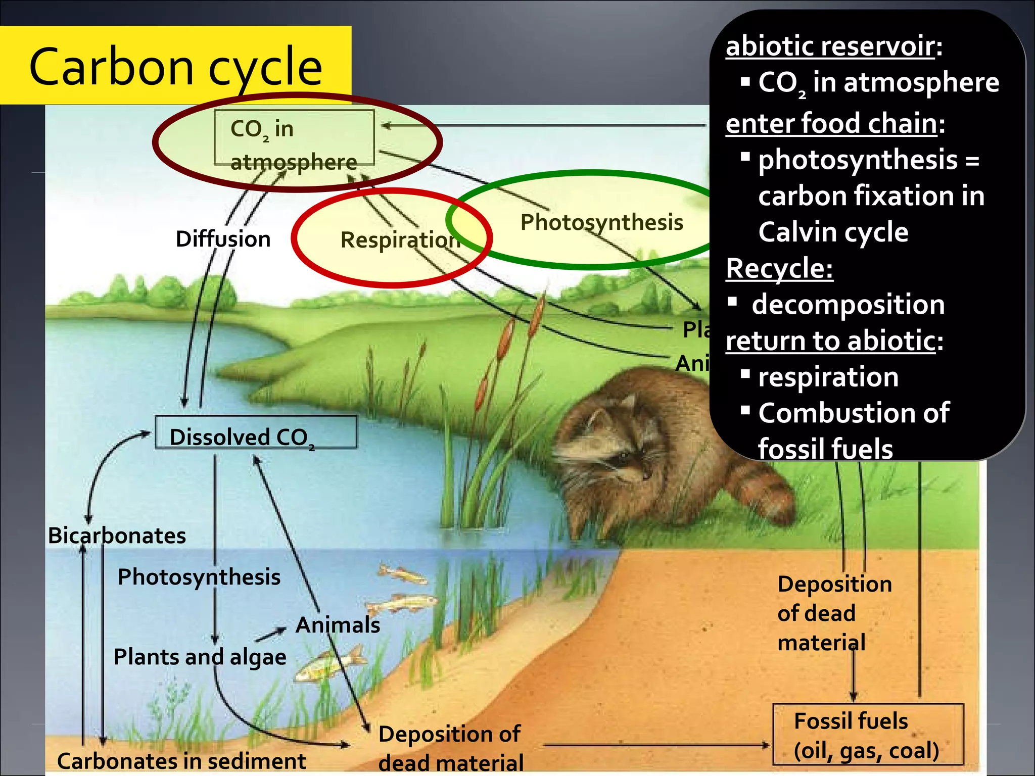 Ecosystems | PPT