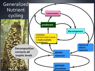 Ecosystems | PPT
