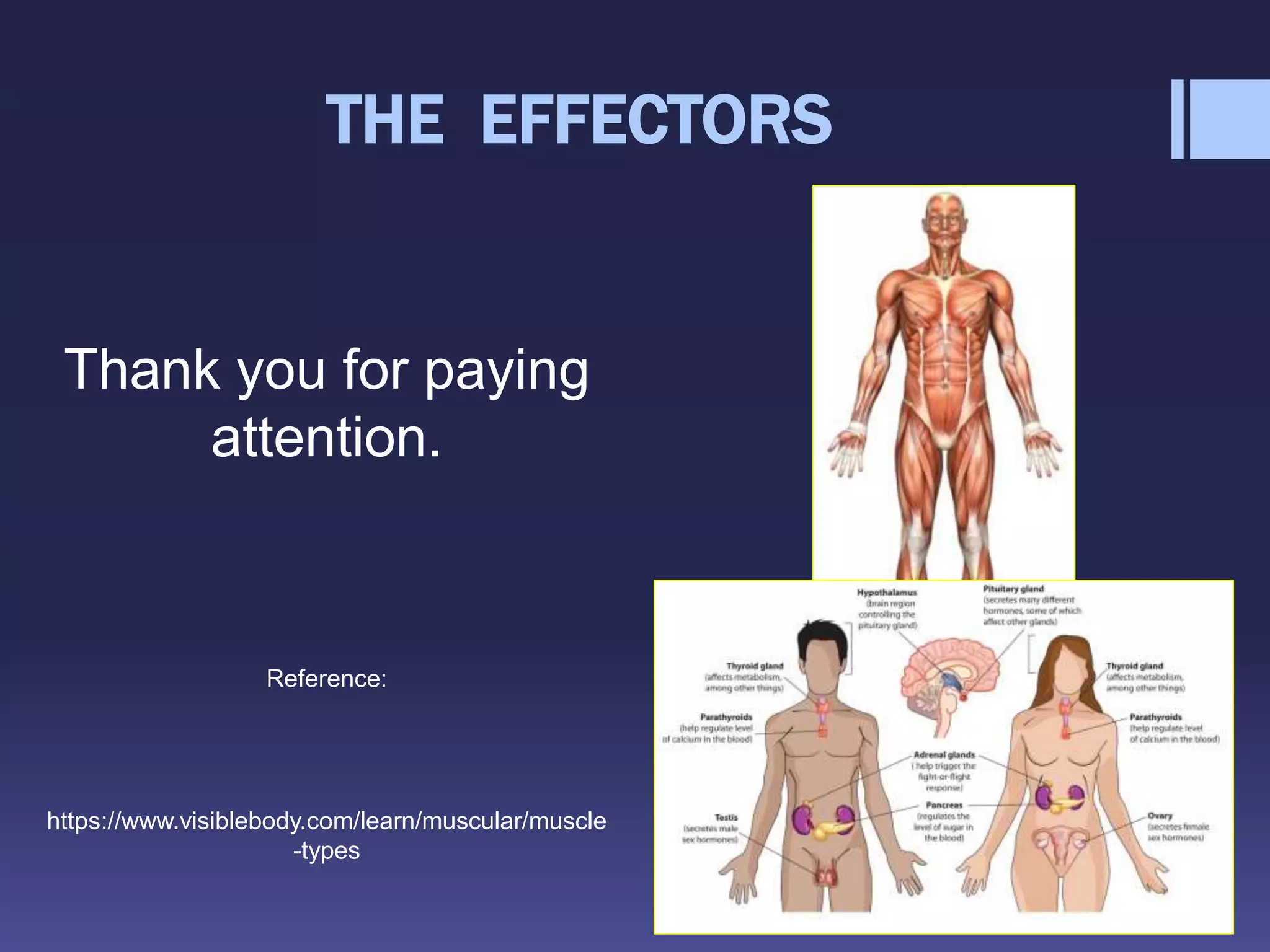 The Effectors: Muscle | PPT