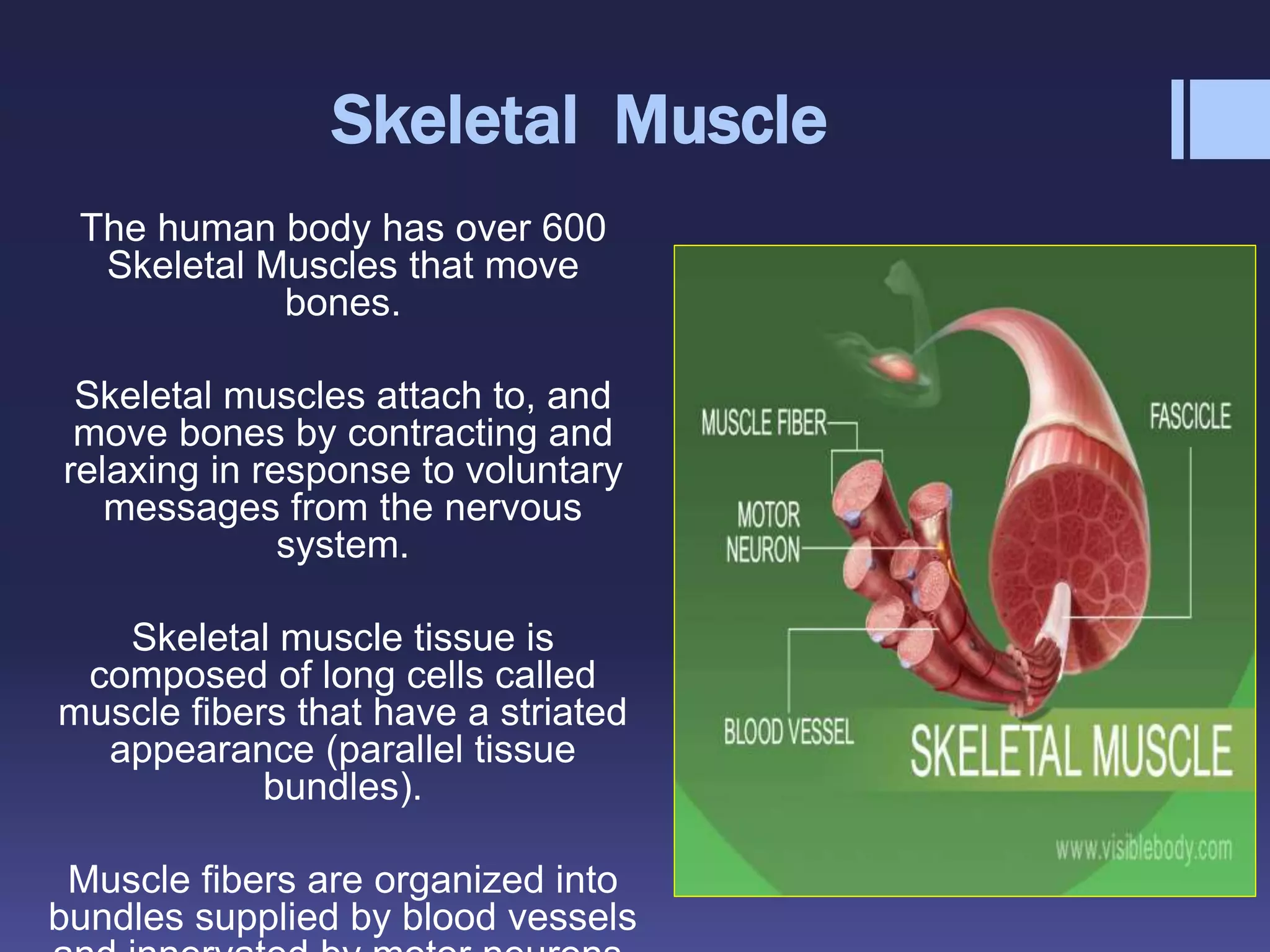 The Effectors: Muscle | PPTX