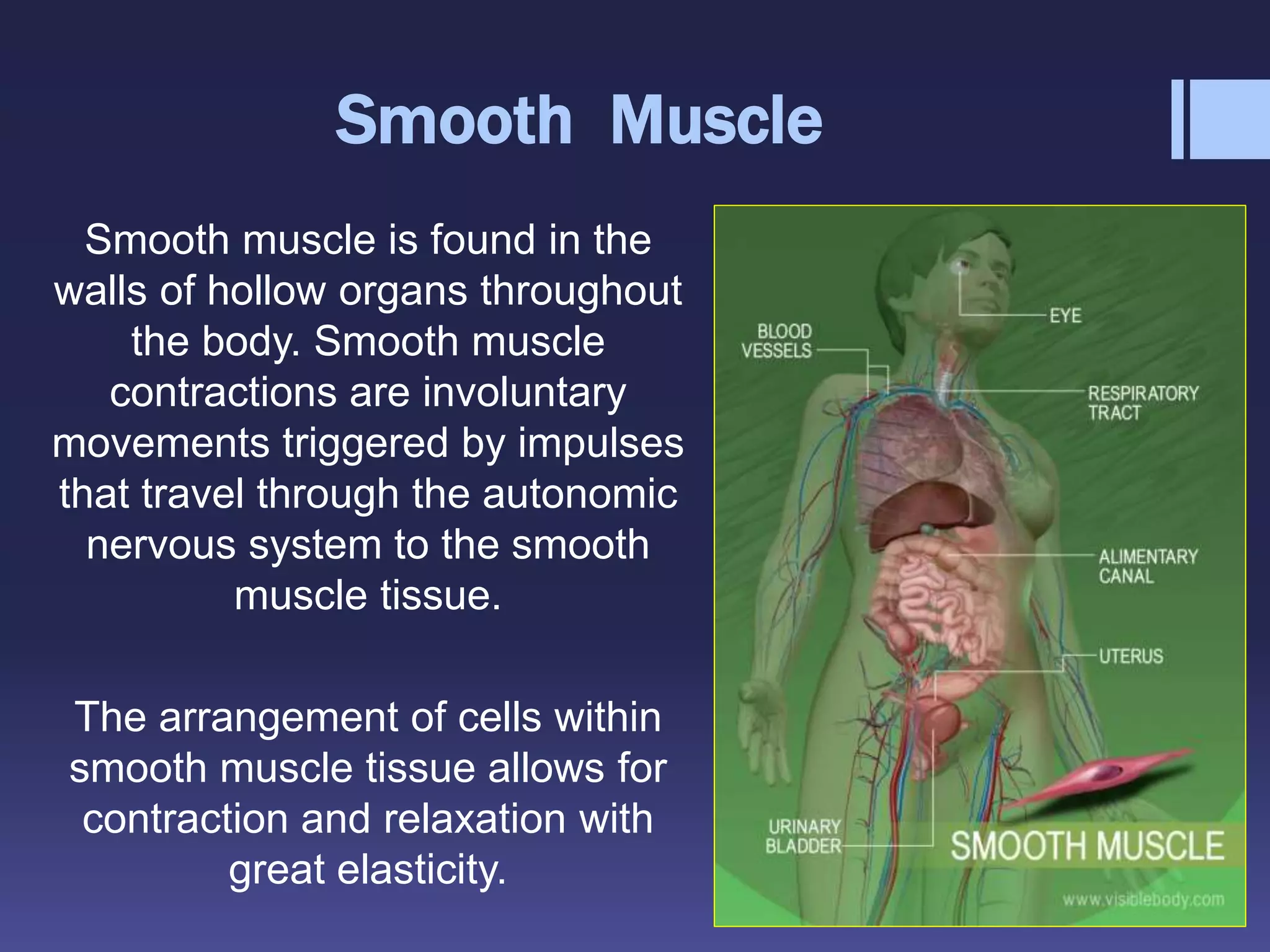 The Effectors: Muscle | PPTX