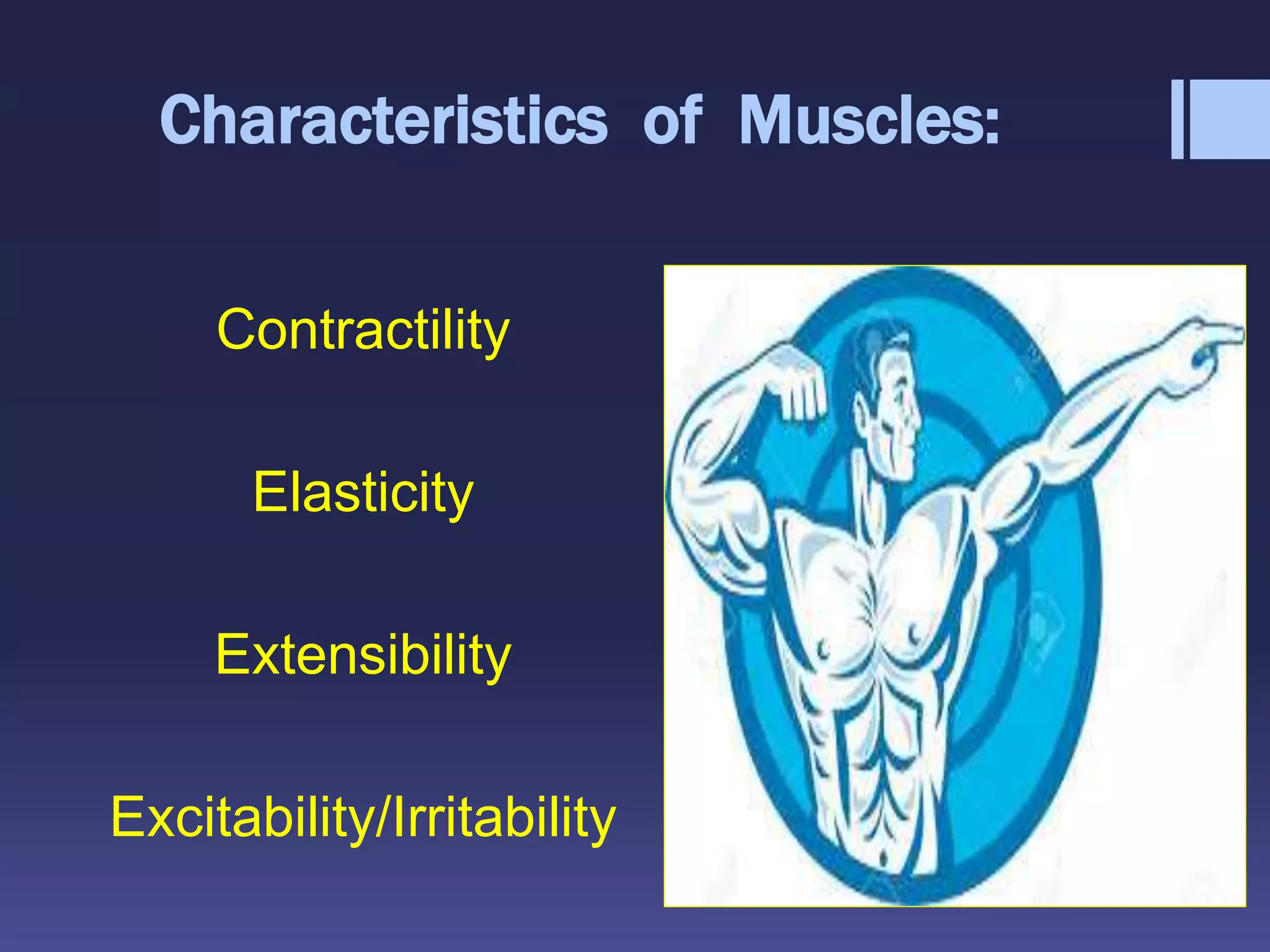 The Effectors: Muscle | PPTX