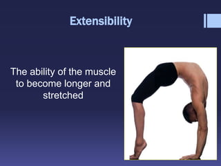 The Effectors: Muscle | PPTX