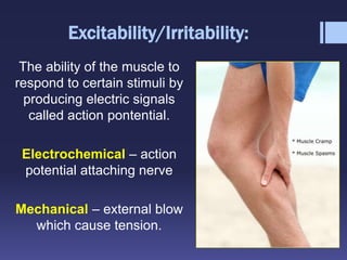 The Effectors: Muscle | PPTX