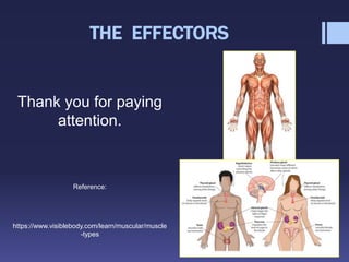 The Effectors: Muscle | PPTX