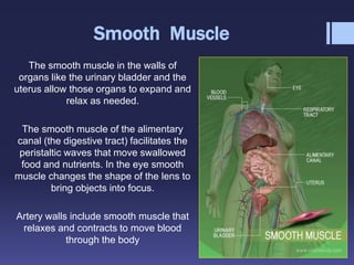 The Effectors: Muscle | PPTX