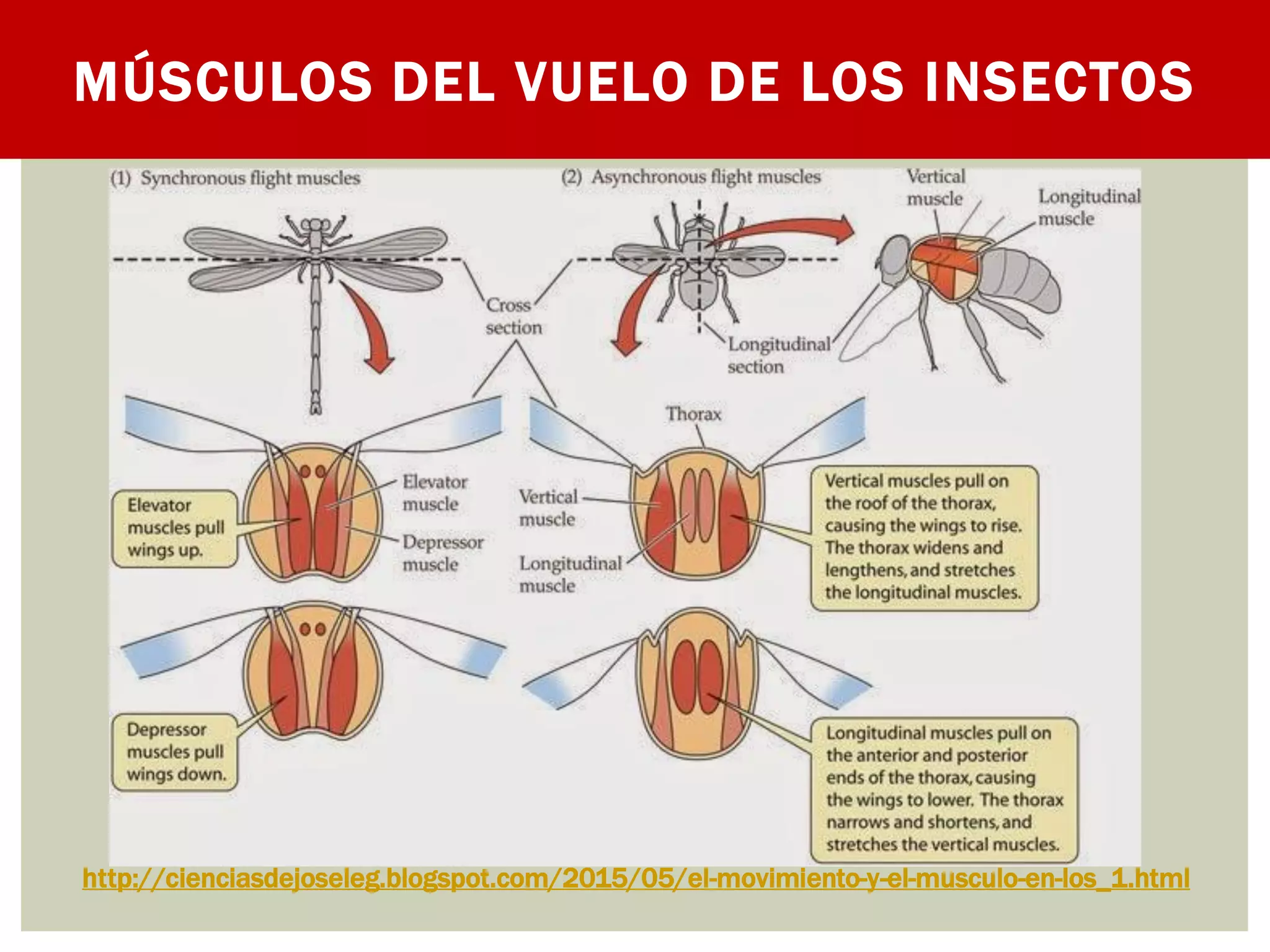 2 eg-u-iv morfologia-dlos-insectos-y-sus-sistemas-f_guevara_16_op | PDF