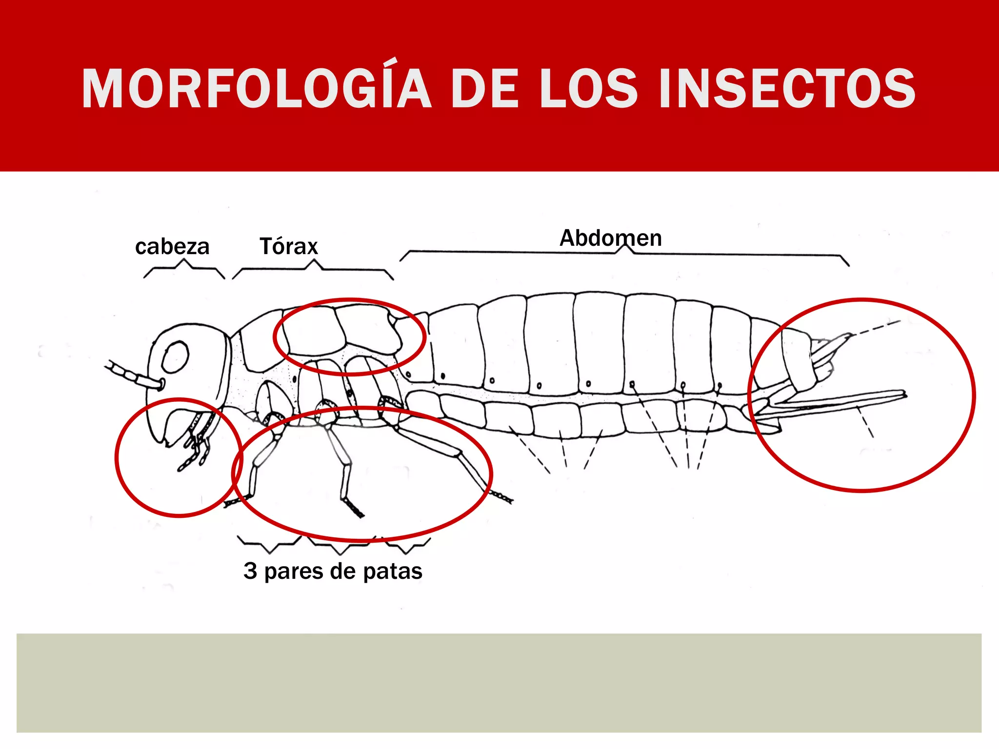 2 eg-u-iv morfologia-dlos-insectos-y-sus-sistemas-f_guevara_16_op | PDF