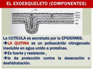 2 eg-u-iv morfologia-dlos-insectos-y-sus-sistemas-f_guevara_16_op | PDF
