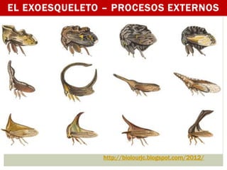 2 eg-u-iv morfologia-dlos-insectos-y-sus-sistemas-f_guevara_16_op | PDF