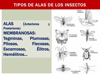 2 eg-u-iv morfologia-dlos-insectos-y-sus-sistemas-f_guevara_16_op | PPT