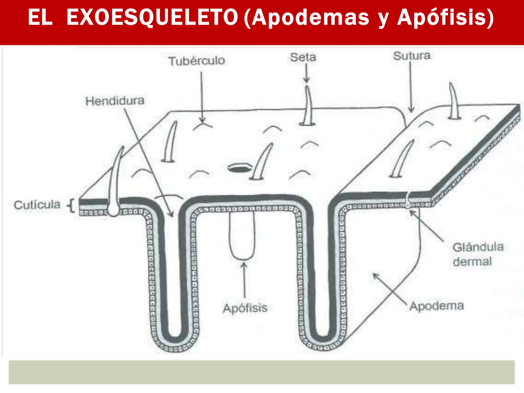 2-EG-U-IV_morfologia-dlos-insectos-y-sus-sistemas_FGuevara_16Op (1).pptx