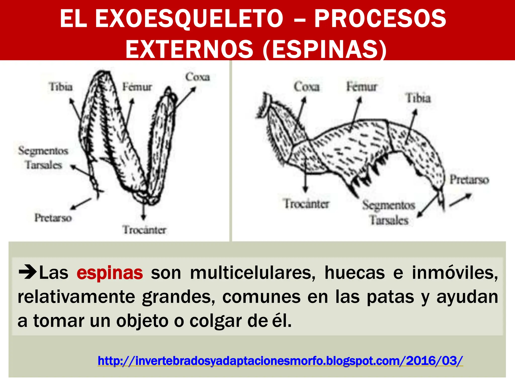 2-EG-U-IV_morfologia-dlos-insectos-y-sus-sistemas_FGuevara_16Op (1).pptx