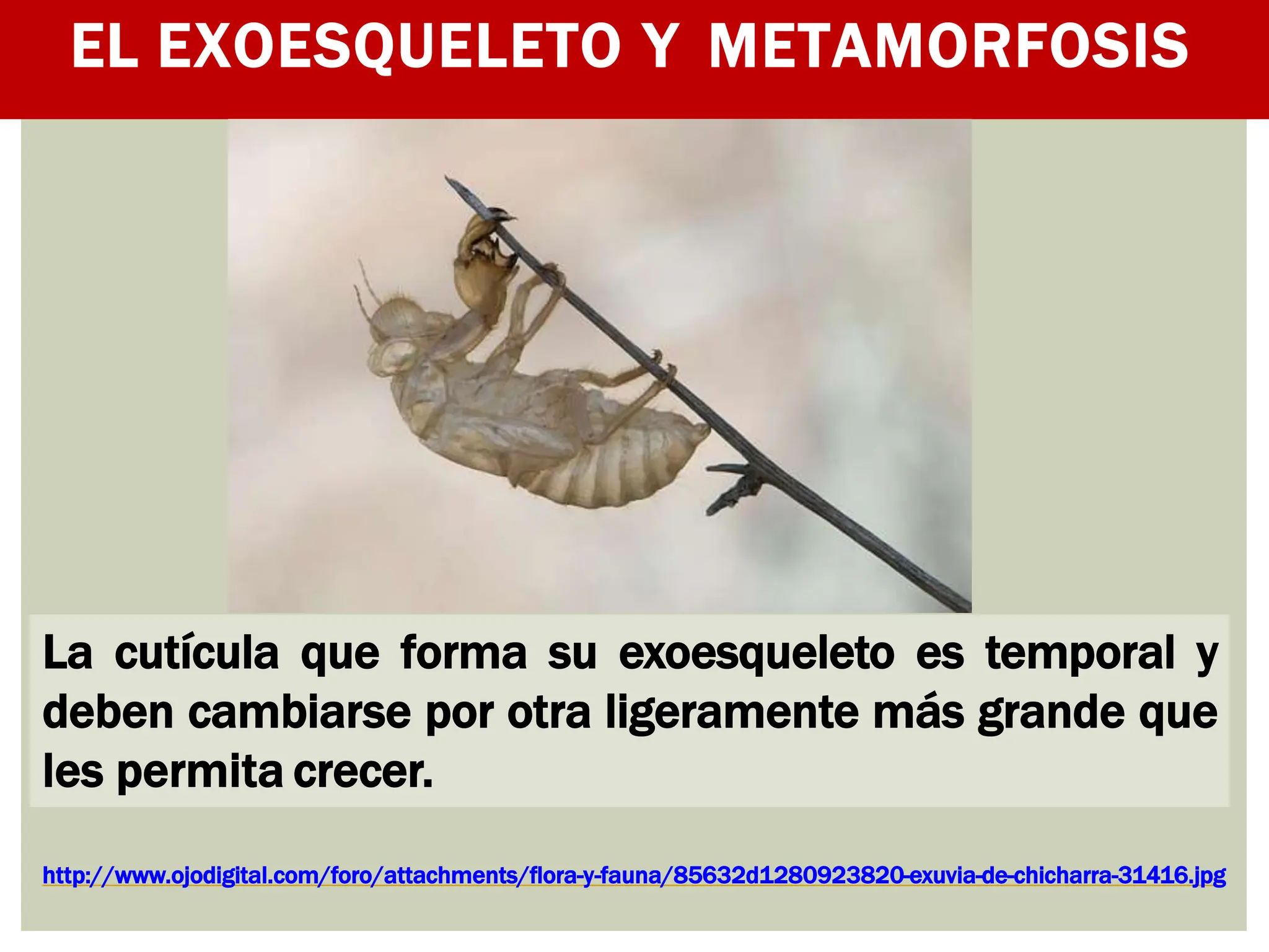 2-EG-U-IV_morfologia-dlos-insectos-y-sus-sistemas_FGuevara_16Op (1).pptx