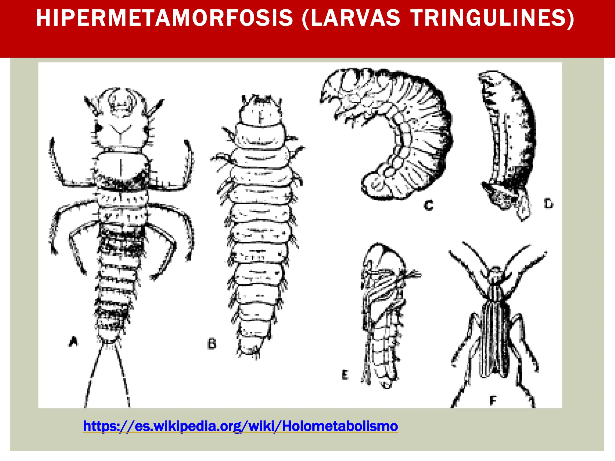 2-EG-U-IV_morfologia-dlos-insectos-y-sus-sistemas_FGuevara_16Op (1).pptx