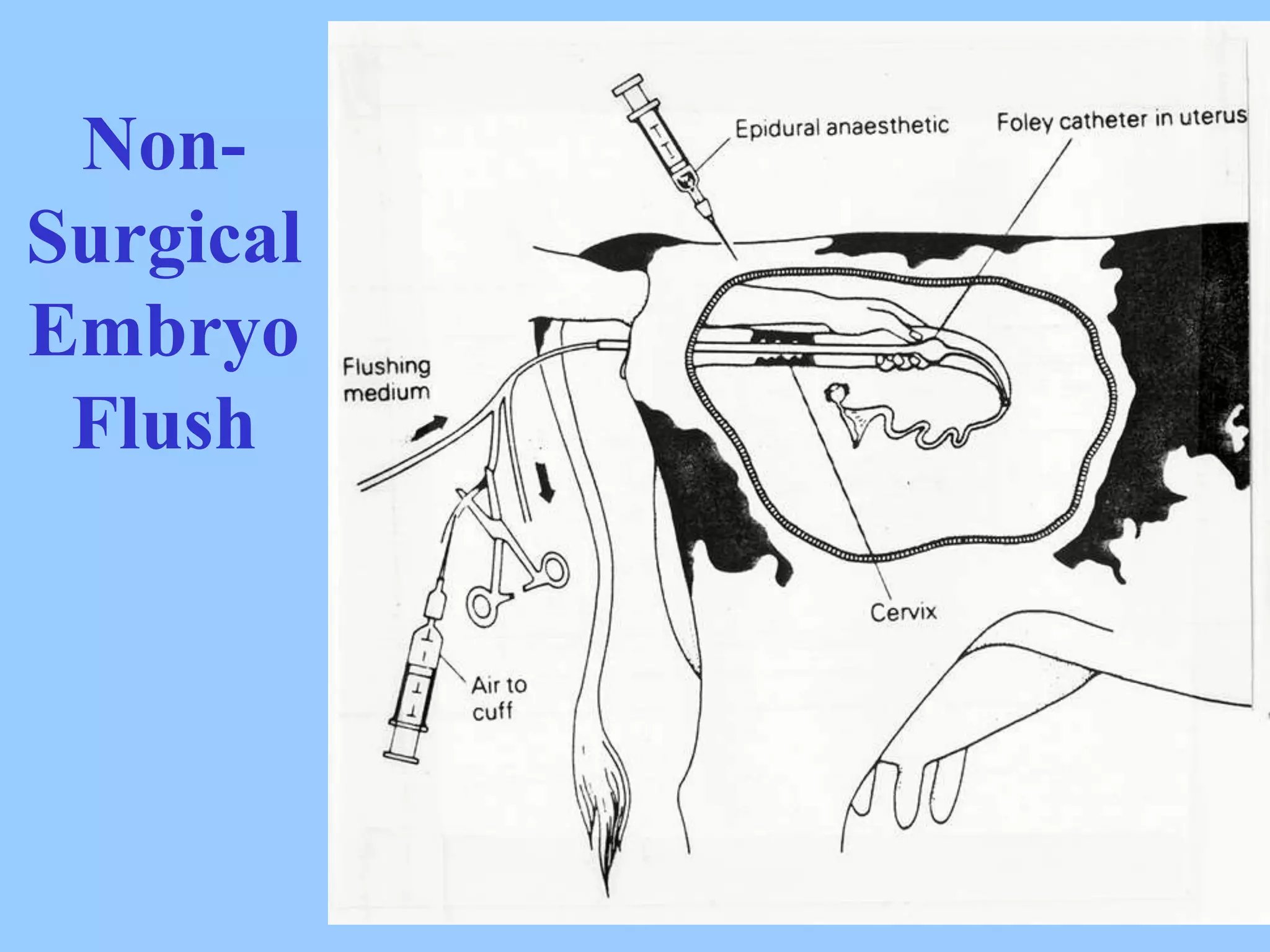 2- Embryo Transfer in farm animal23.ppt
