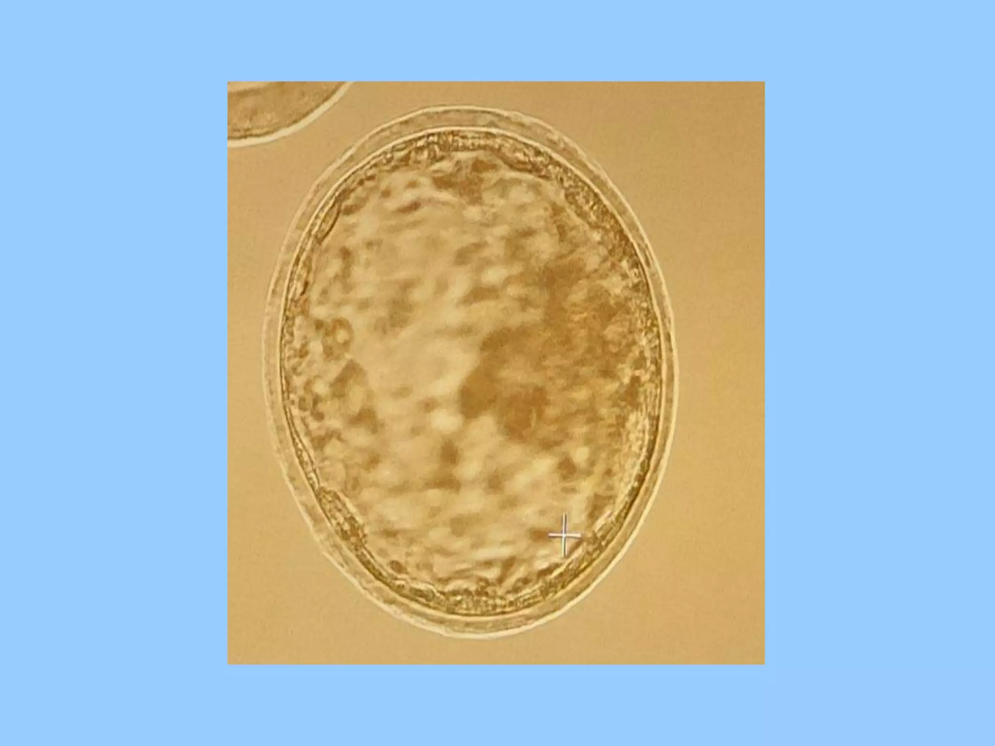 2- Embryo Transfer in farm animal23.ppt