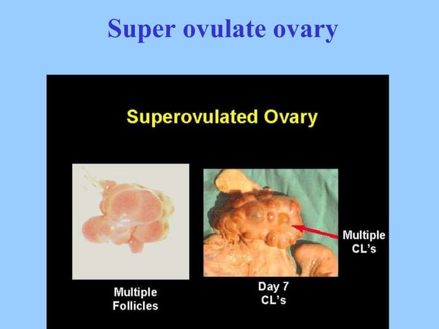 2- Embryo Transfer in farm animal23.ppt | Infertility | Reproductive Health