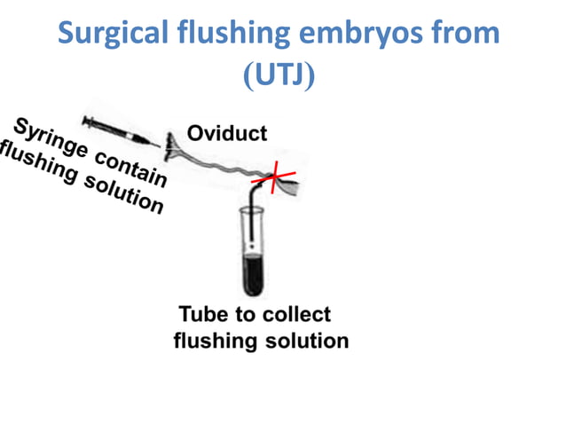 2- Embryo Transfer in farm animal23.ppt | Infertility | Reproductive Health