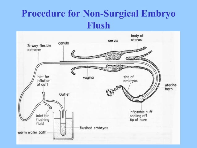 2- Embryo Transfer in farm animal23.ppt | Infertility | Reproductive Health