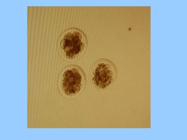 2- Embryo Transfer in farm animal23.ppt | Infertility | Reproductive Health