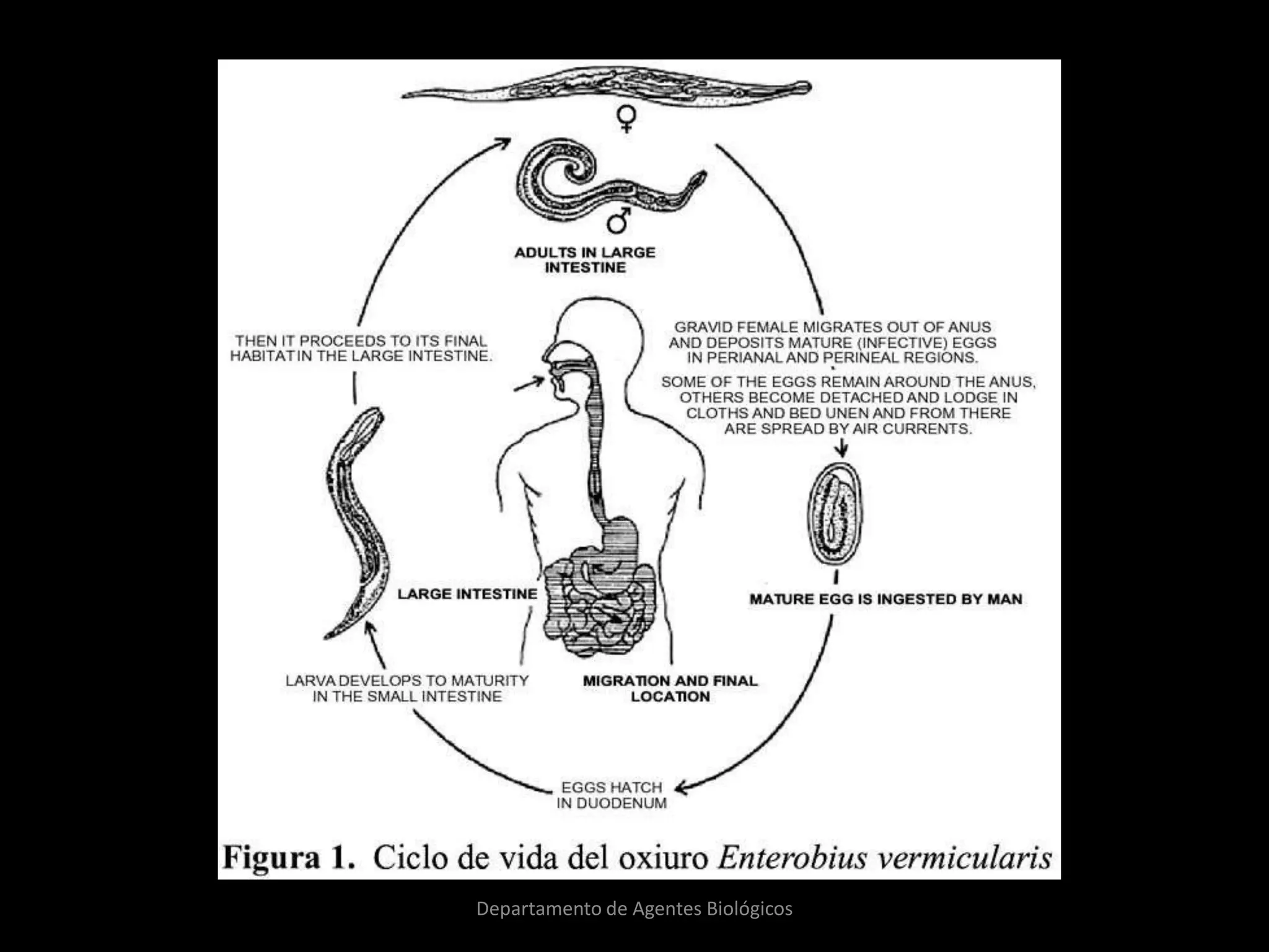 2. Enterobius vermicularis | PPTX | Infectious Diseases | Diseases and ...