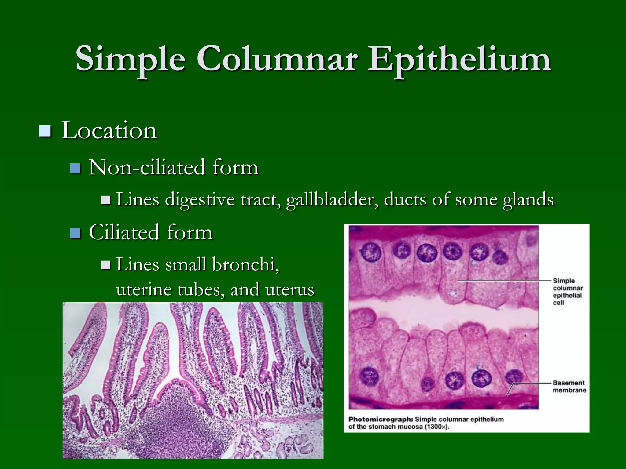 epithelium | PPT