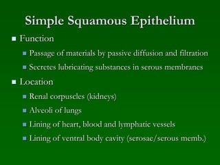epithelium | PPT