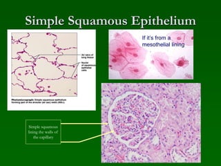 epithelium | PPT | Biological Sciences | Science