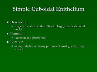epithelium | PPT | Biological Sciences | Science
