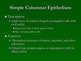 epithelium | PPT | Biological Sciences | Science