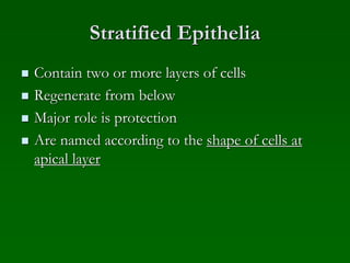 epithelium | PPT | Biological Sciences | Science