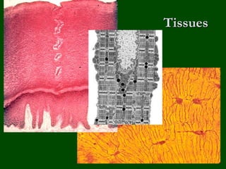 epithelium | PPT