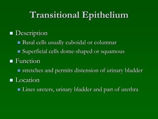 epithelium | PPT | Biological Sciences | Science