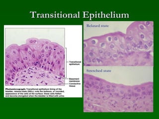 epithelium | PPT | Biological Sciences | Science