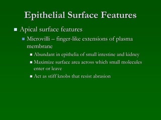 epithelium | PPT
