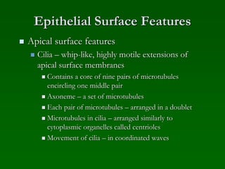 epithelium | PPT | Biological Sciences | Science