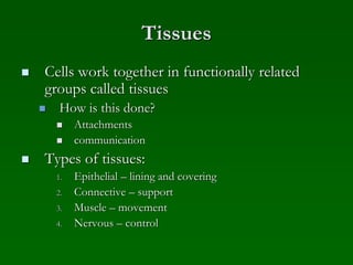 epithelium | PPT | Biological Sciences | Science