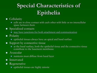 epithelium | PPT