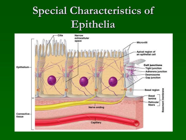 epithelium | PPT