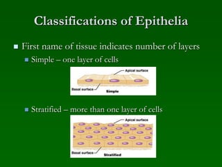epithelium | PPT | Biological Sciences | Science
