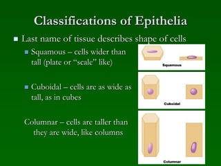 epithelium | PPT | Biological Sciences | Science