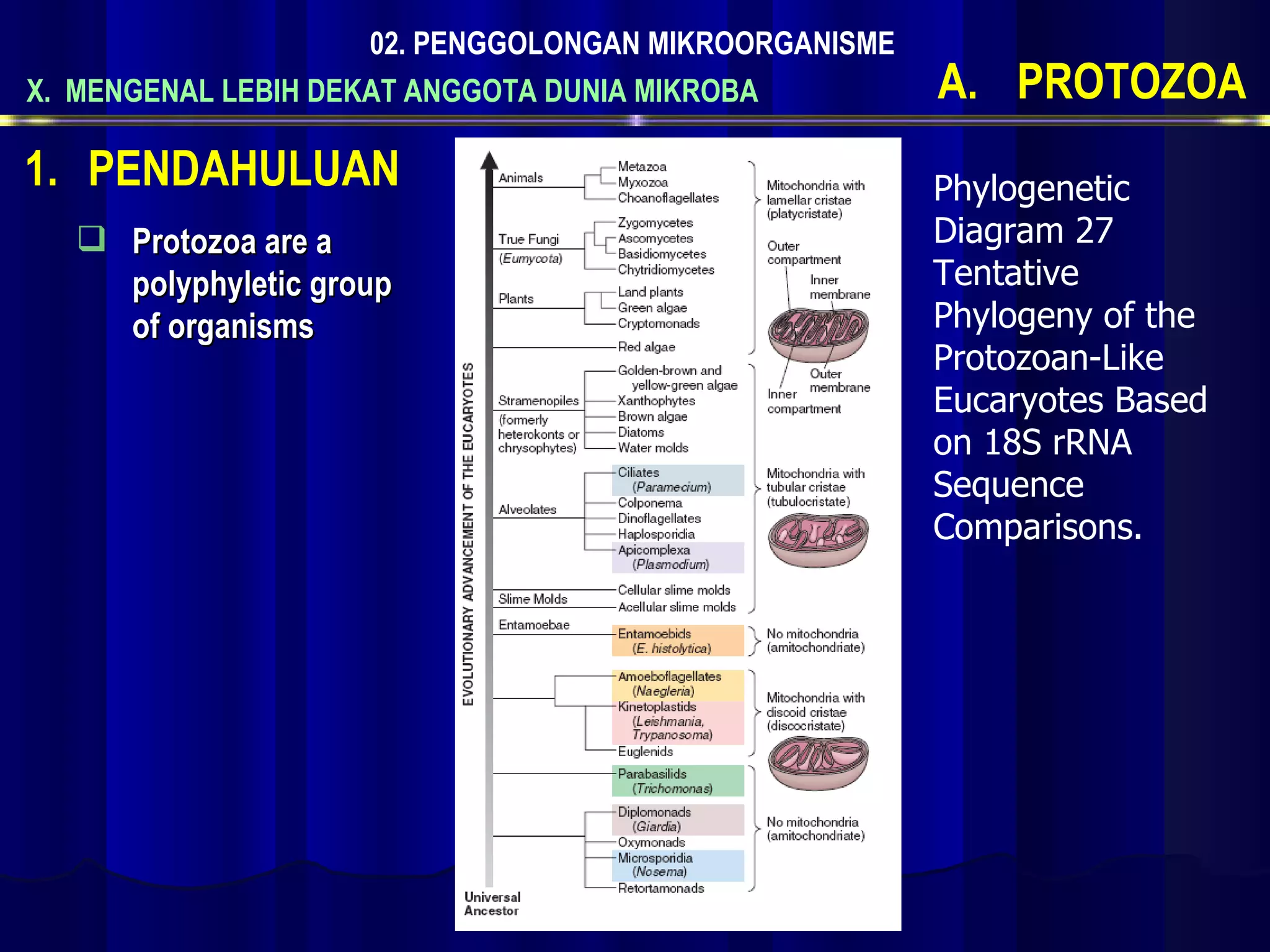 2.E Protozoa | PPT