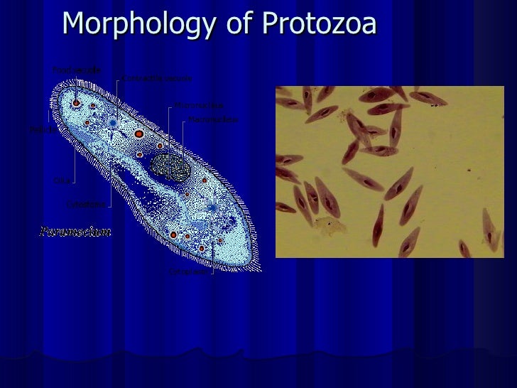 2.E Protozoa