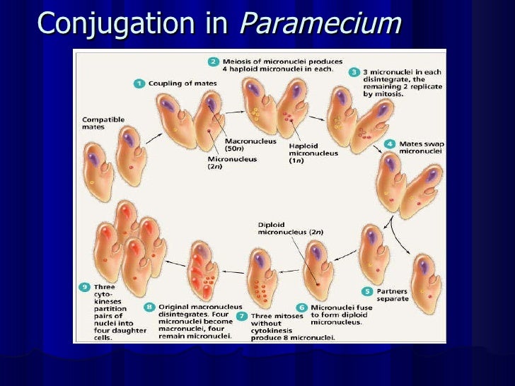Conjugation In Paramecium