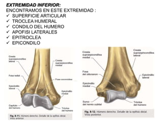 2- ESQUELETO DEL MIEMBRO SUPERIOR.ppt