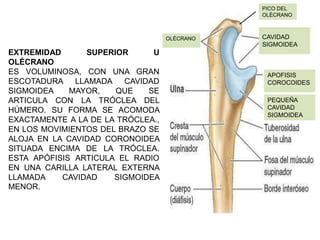2- ESQUELETO DEL MIEMBRO SUPERIOR.ppt