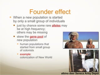 Founder Effect Example In Humans