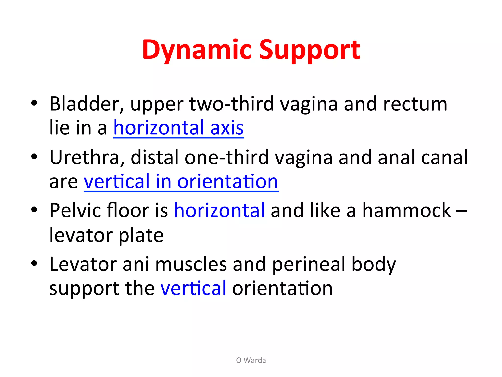 2 female pelvic anatomy warda (part 2) | PDF