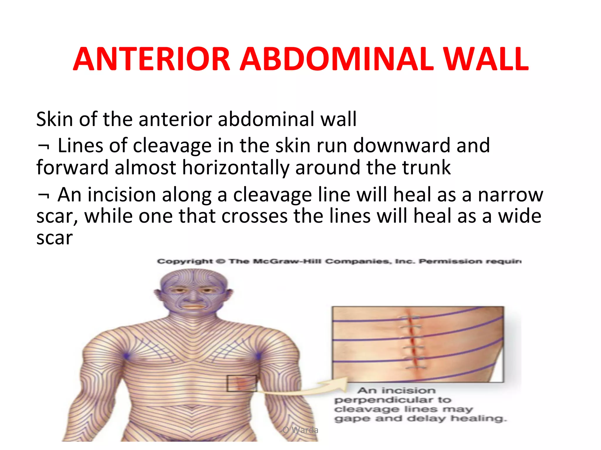 2 female pelvic anatomy warda (part 2) | PDF